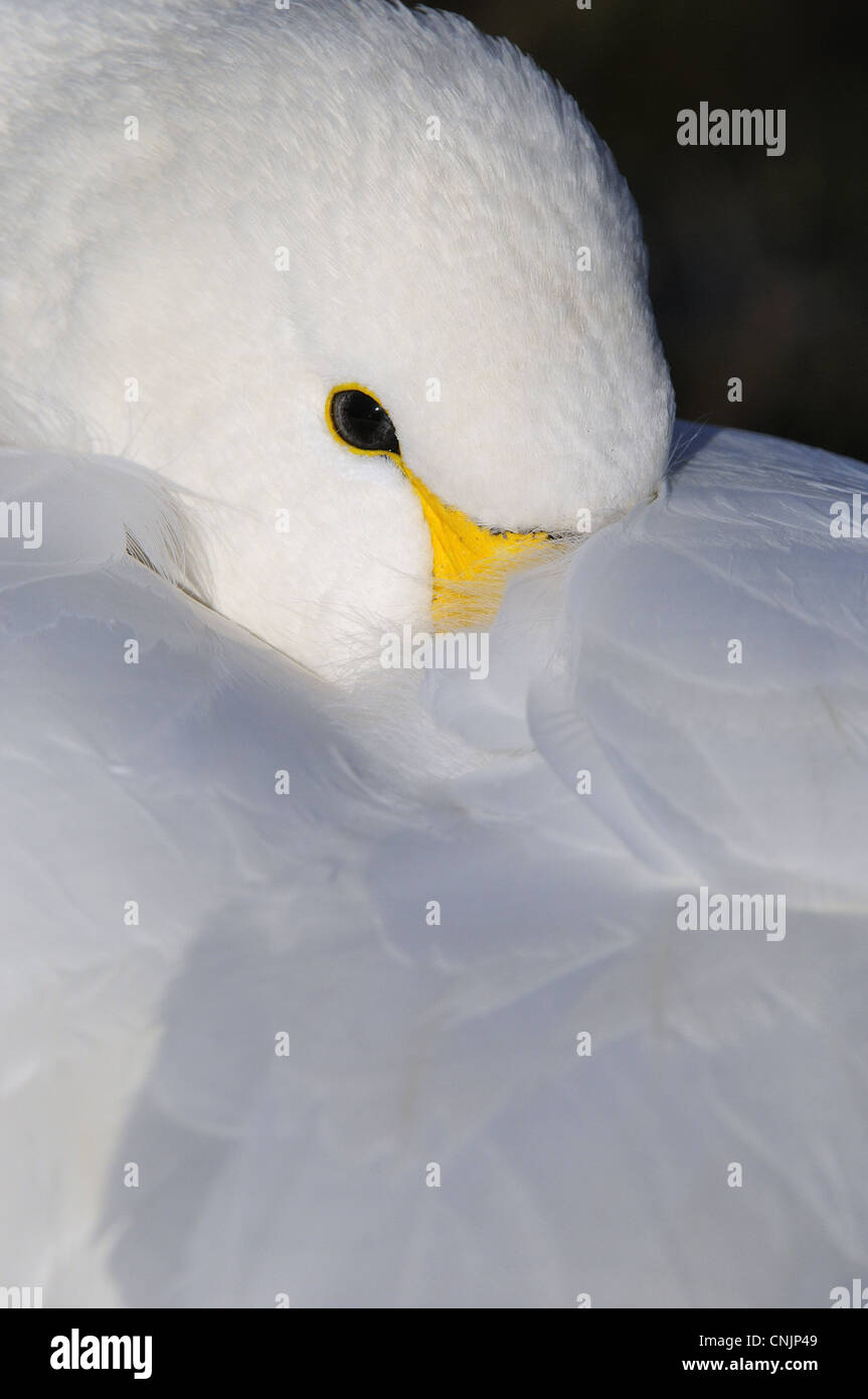Head under wings hi-res stock photography and images - Alamy
