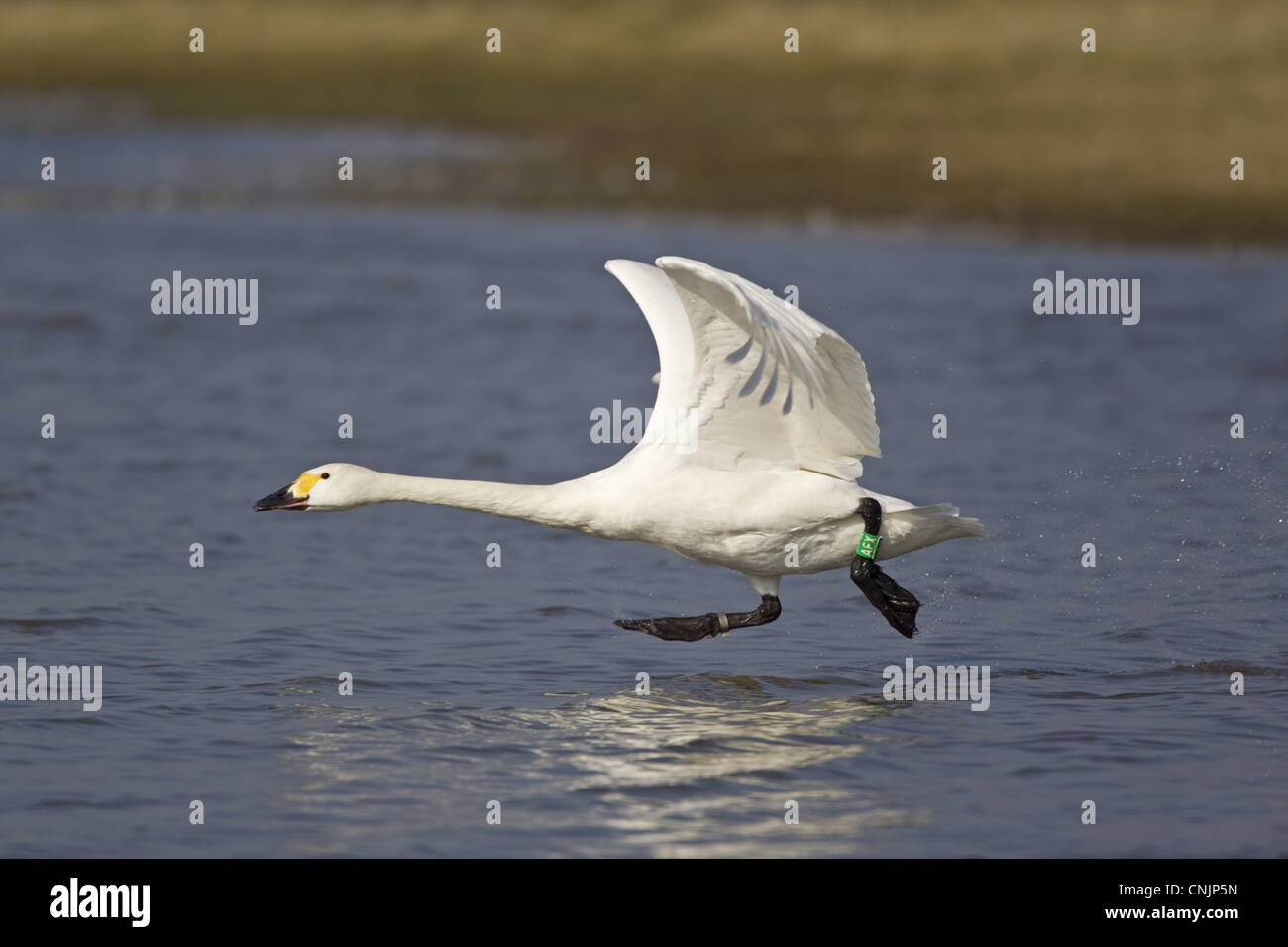 Swan legs ringed hi-res stock photography and images - Alamy