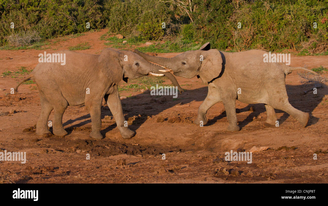 Two African Elephant bulls battling for dominance in the Addo Elephant ...