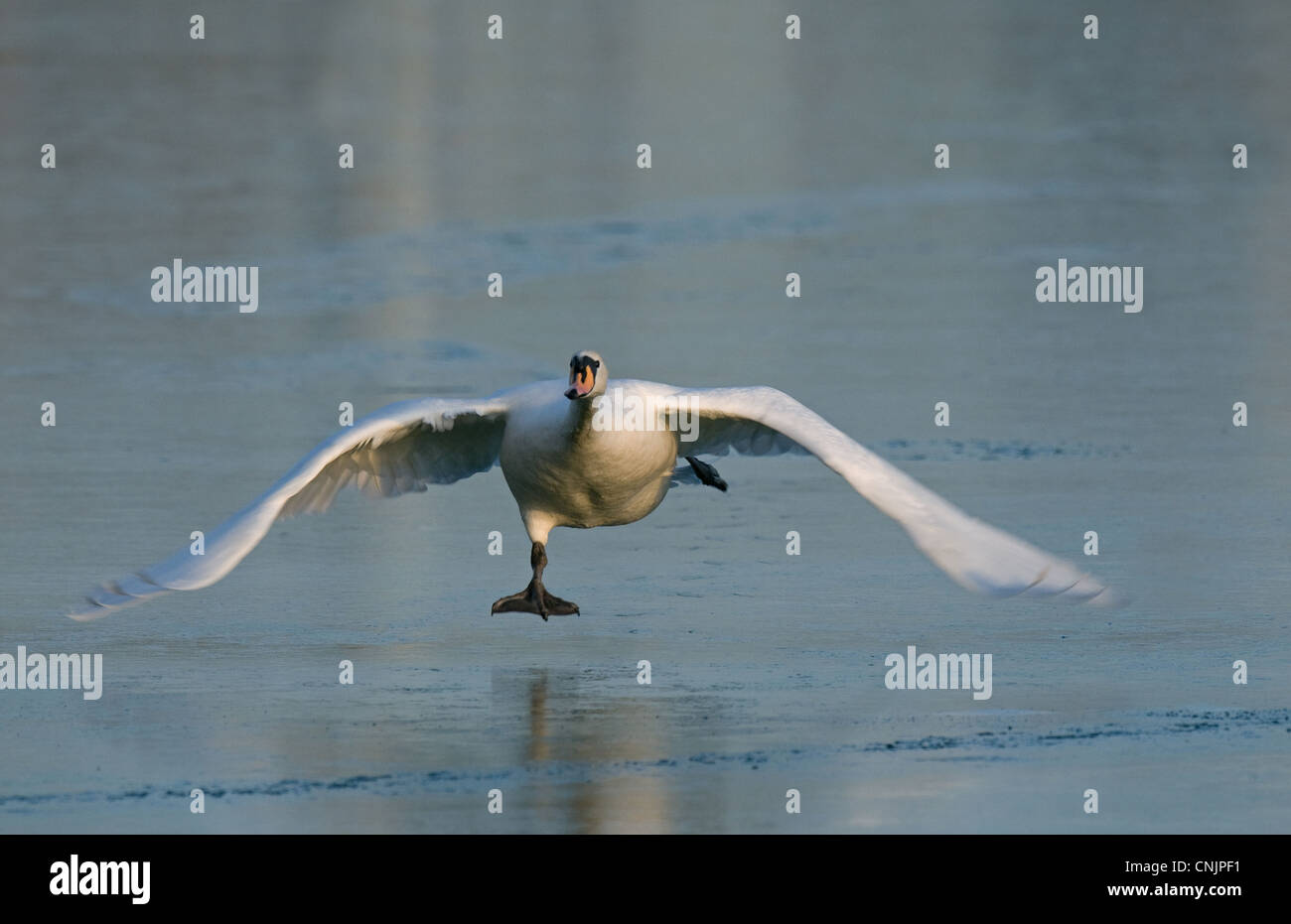 Running swan hi-res stock photography and images - Alamy