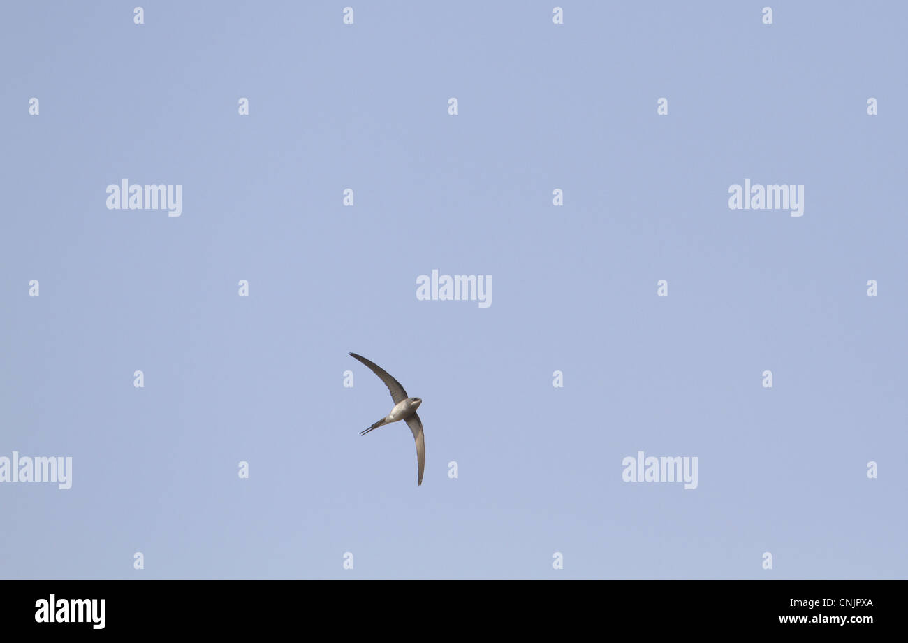 Crested Treeswift (Hemiprocne coronata) adult female, in flight, India ...