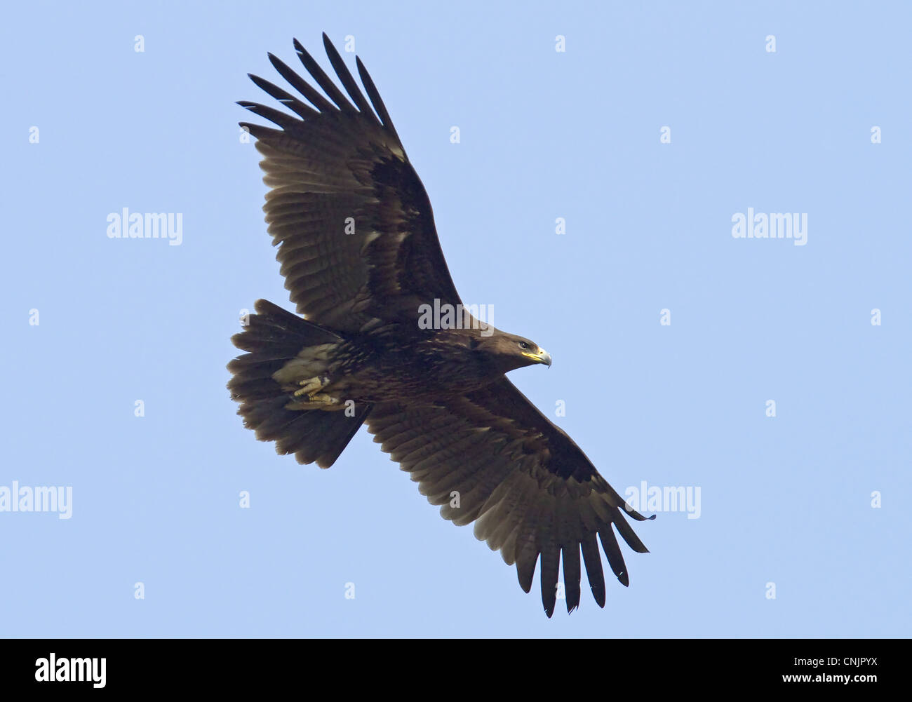 Indian Spotted Eagle Flight
