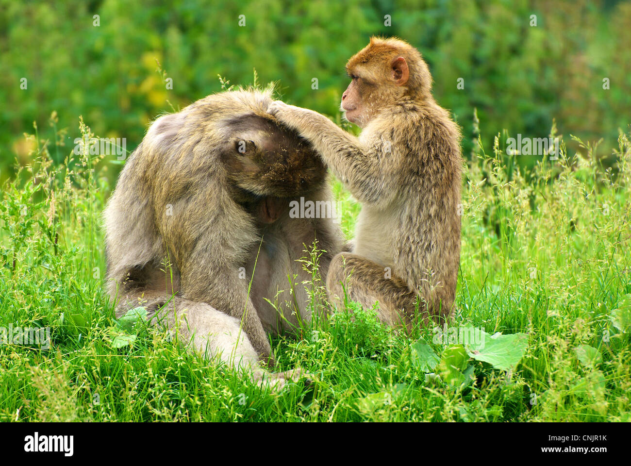 Grooming Barbary Macaques (Macaca sylvanus) at a sanctuary for exotic ...
