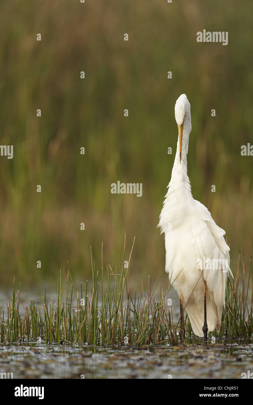 Egret standing in shallow hi-res stock photography and images - Alamy