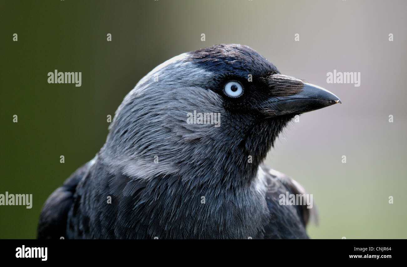 Jackdaw fauna hi-res stock photography and images - Alamy