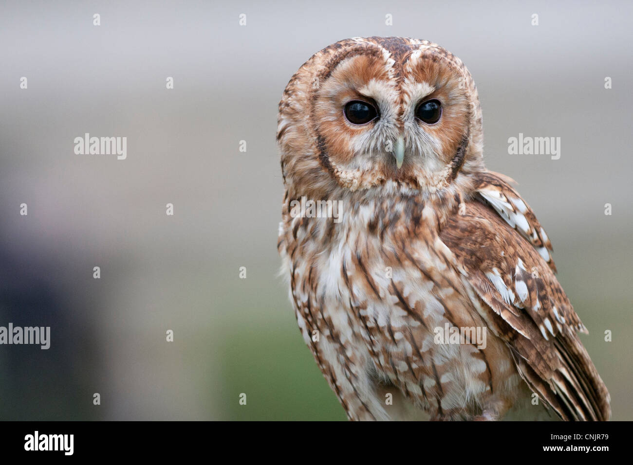 Tawny Owl (Strix aluco Stock Photo - Alamy