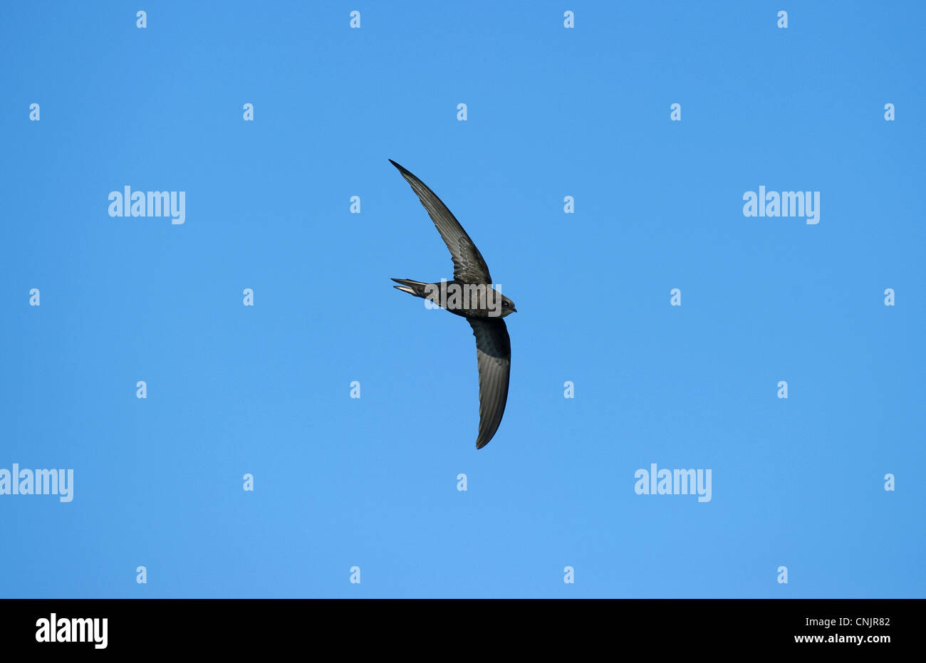 Common swifts apus apus hi-res stock photography and images - Alamy