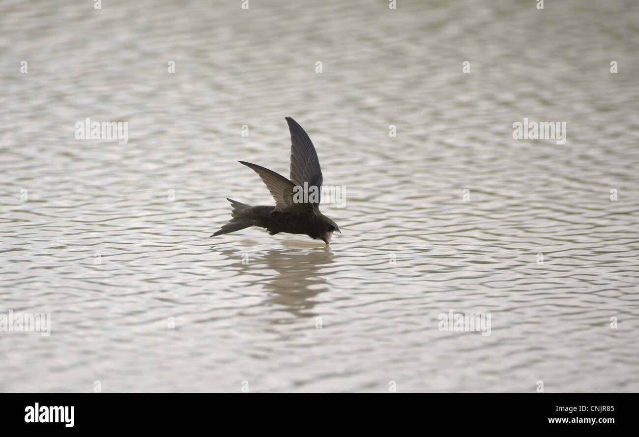 Common swifts apus apus hi-res stock photography and images - Alamy