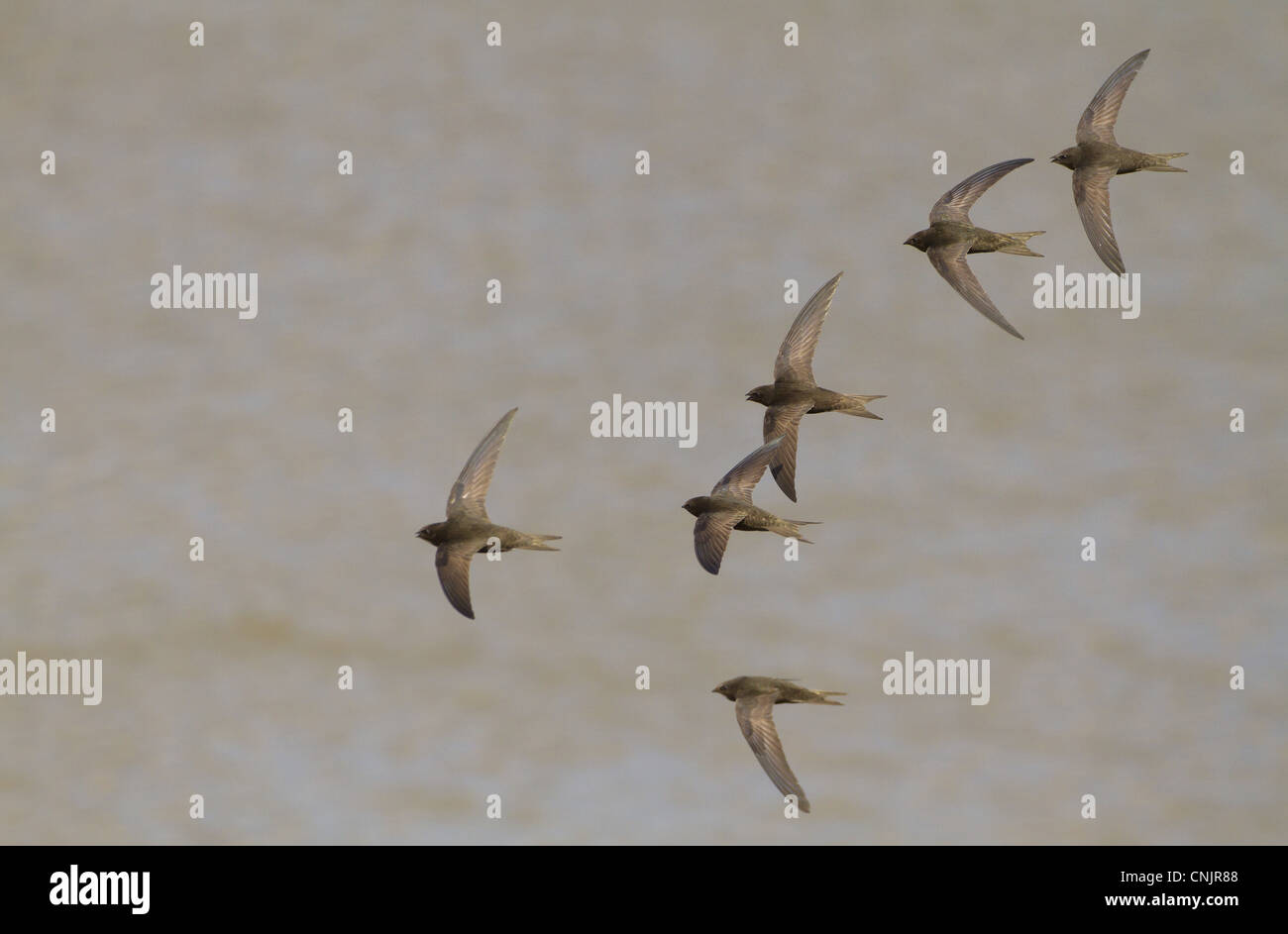Common Swift (Apus apus) flock, in flight, screaming over water, Spain ...