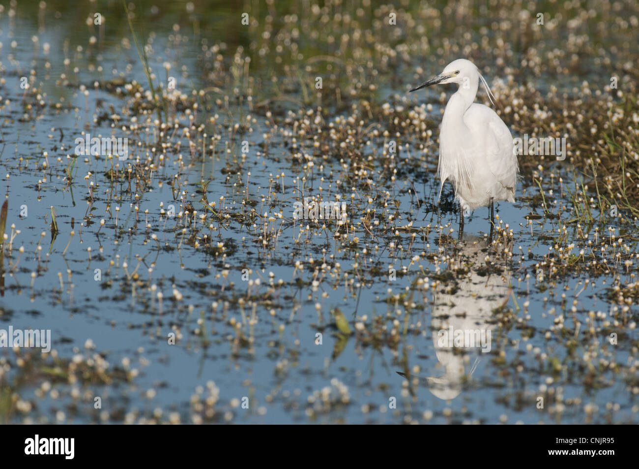 Little Egret Egretta garzetta adult breeding plumage standing shallow ...