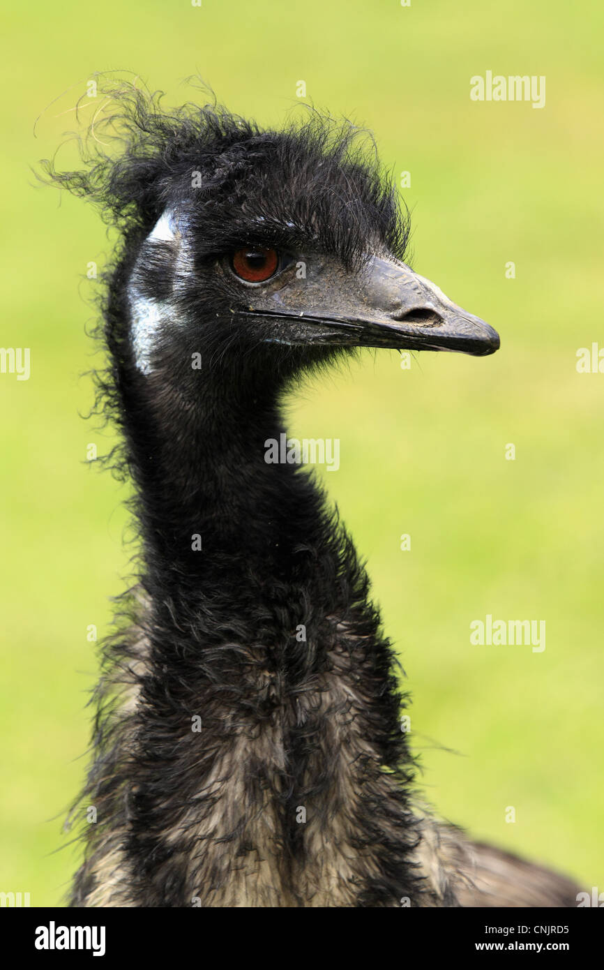 Emu heads hi-res stock photography and images - Alamy
