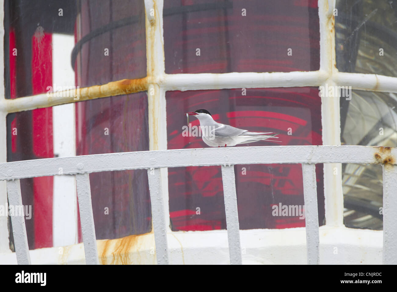 Arctic Tern Sterna paradisea adult sandeel beak standing lighthouse ...
