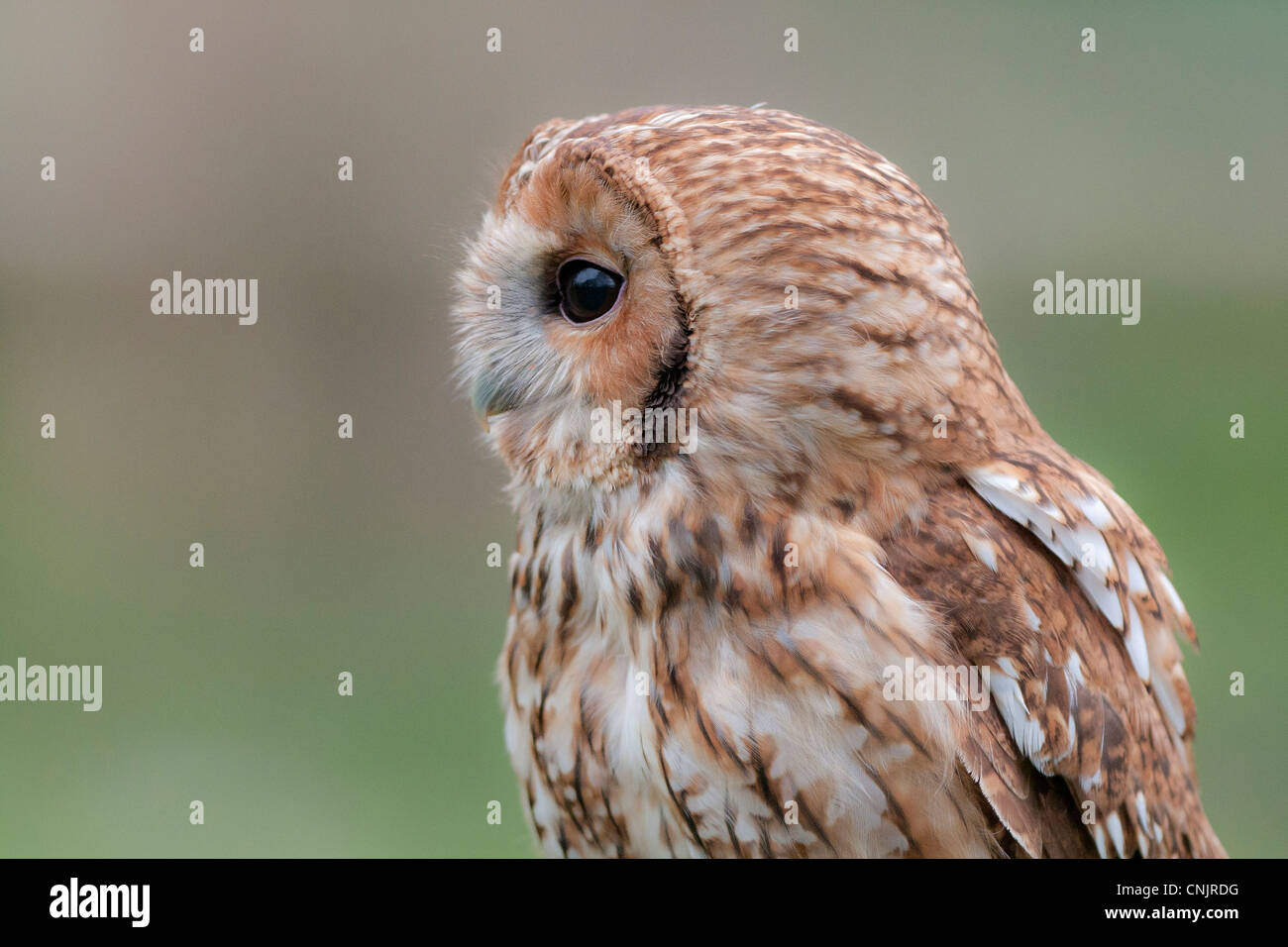 Tawny Owl (Strix aluco Stock Photo - Alamy