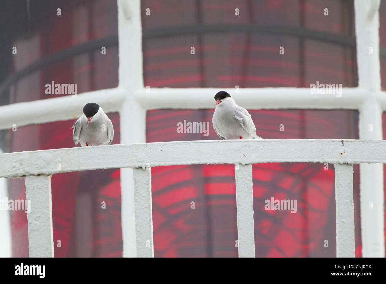 Arctic Tern Sterna paradisea two adults standing on lighthouse railing ...
