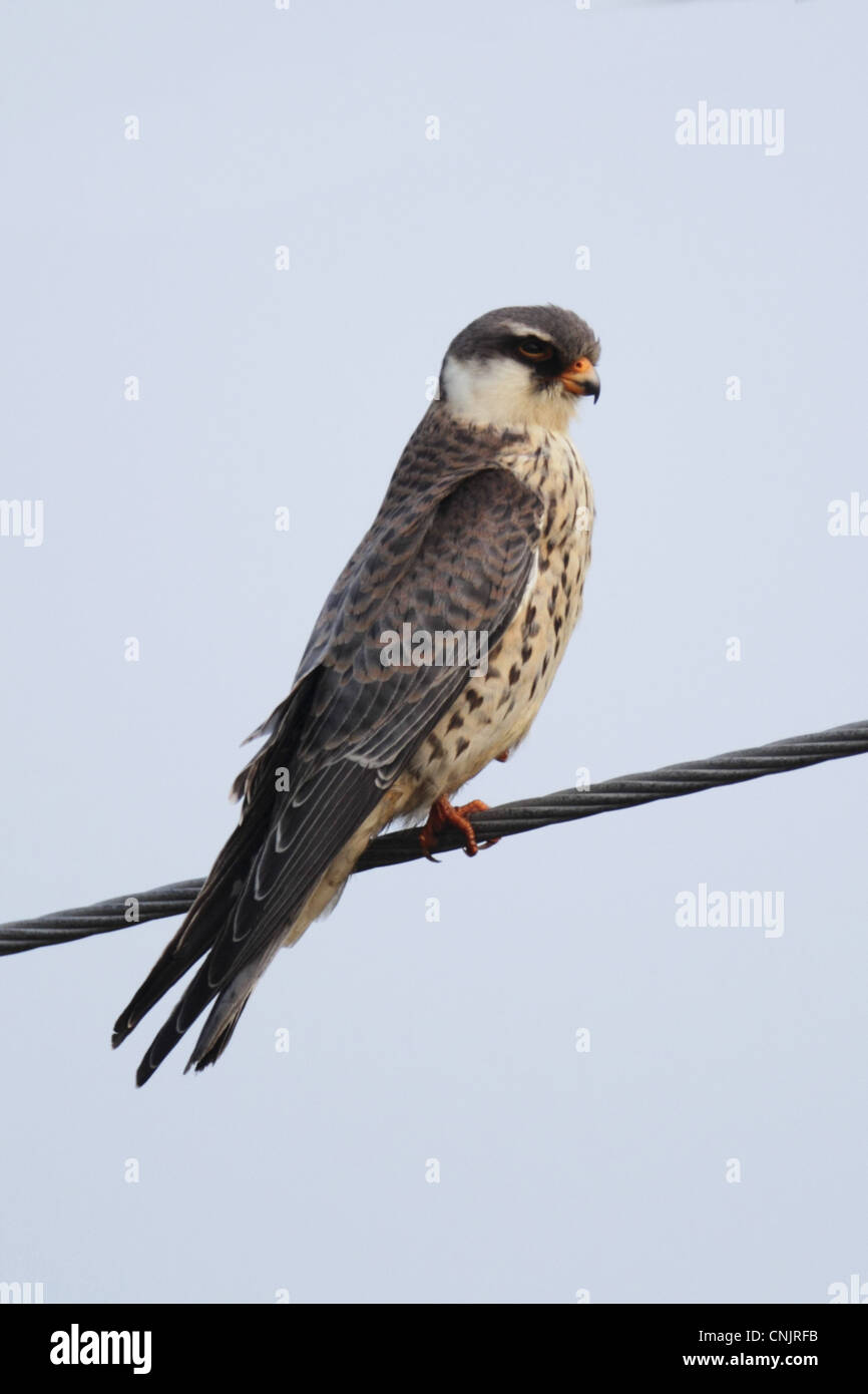Amur falcon hong kong hi-res stock photography and images - Alamy