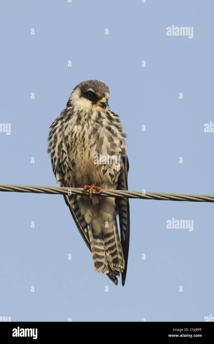 Amur falcon hong kong hi-res stock photography and images - Alamy