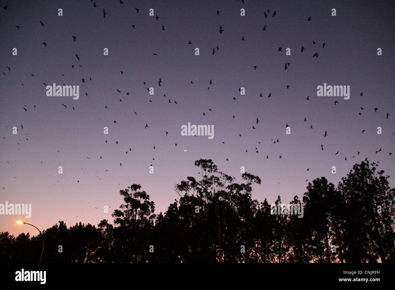Amur falcon group hi-res stock photography and images - Alamy