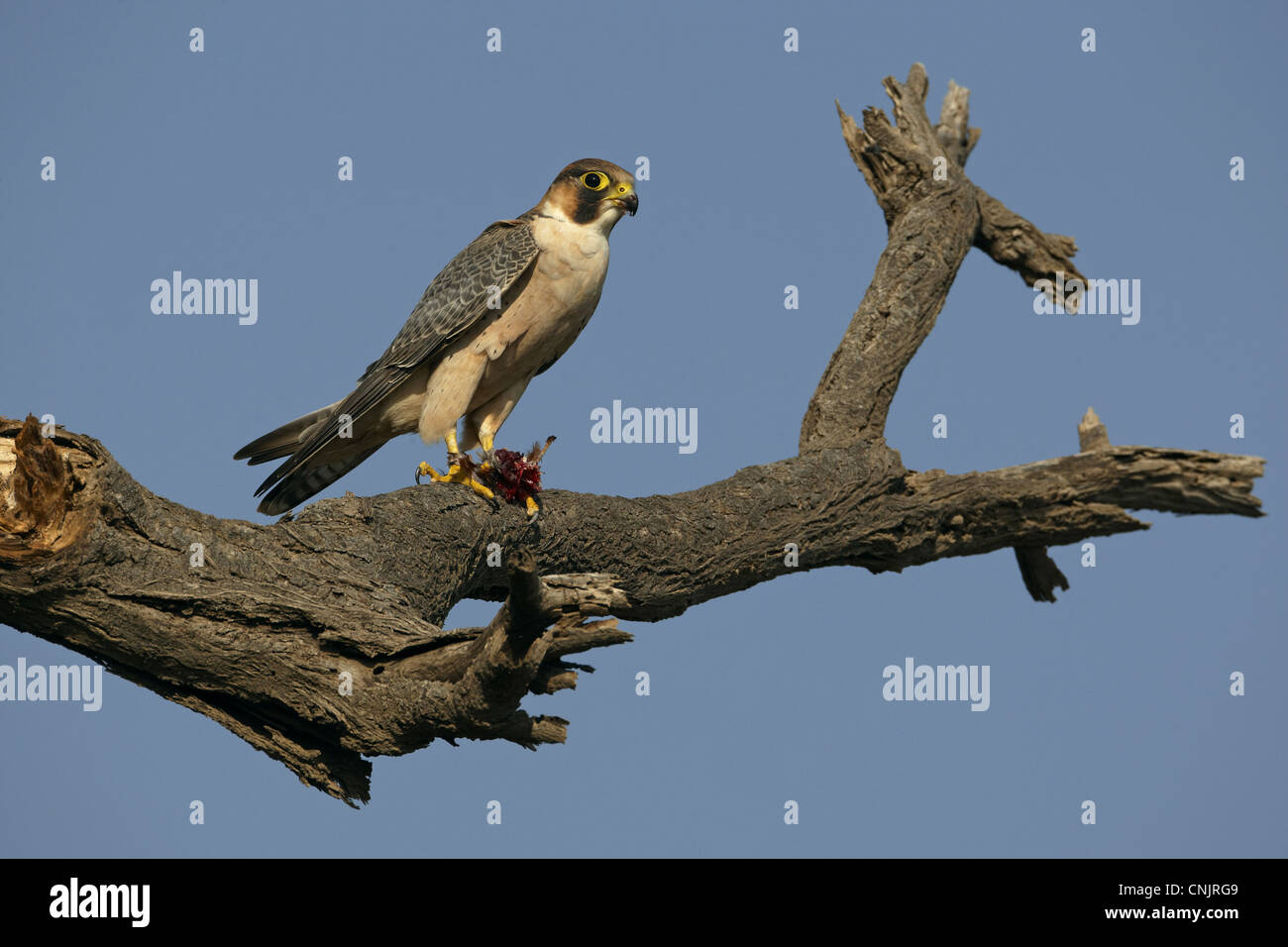 Lanner Falcon (Falco biarmicus) adult, feeding on prey in talons ...