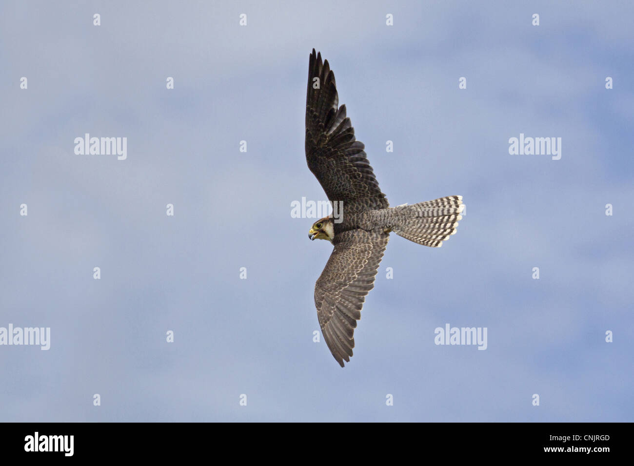 Lanner Falcon (Falco biarmicus) adult, in flight (captive Stock Photo ...