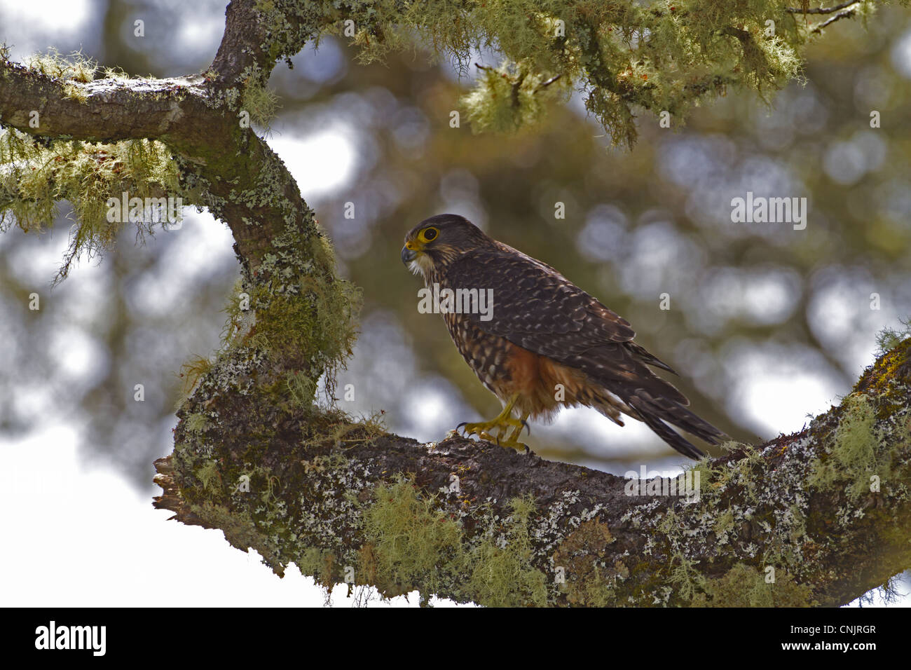 New Zealand Falcon (Falco novaeseelandiae) adult, perched on lichen ...