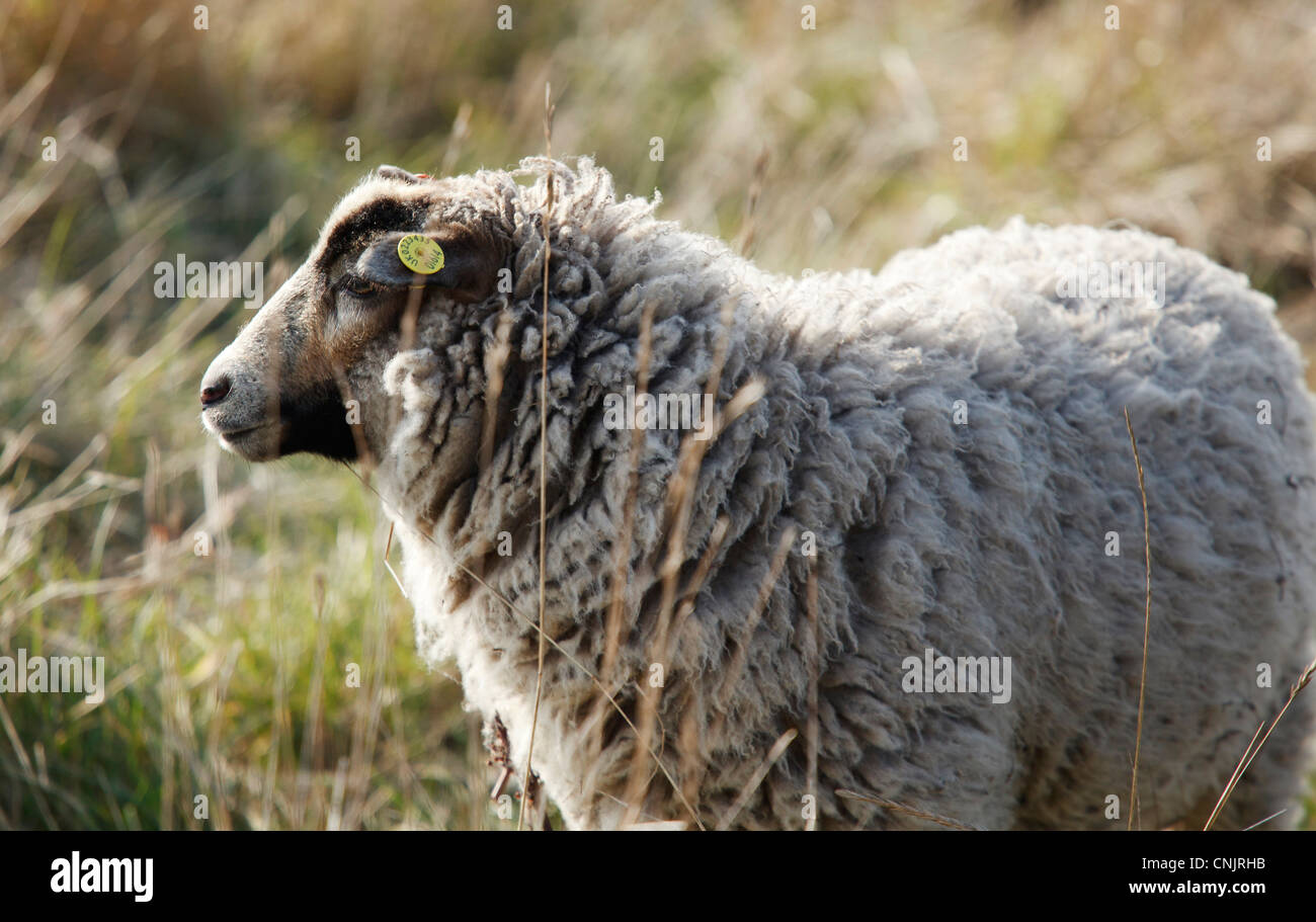 Dark brown sheep hi-res stock photography and images - Alamy