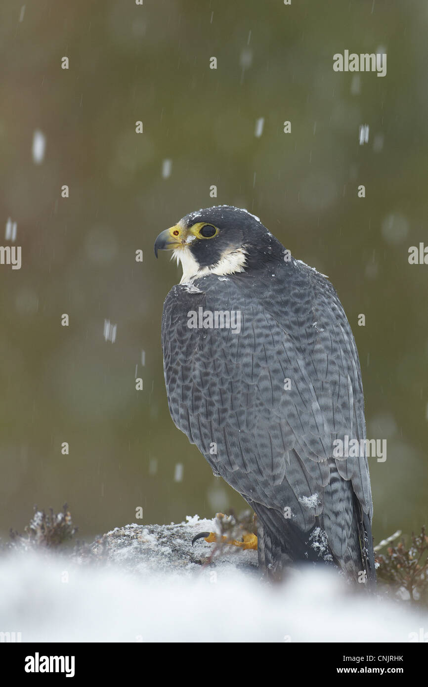 Peregrine falcons scotland hi-res stock photography and images - Alamy