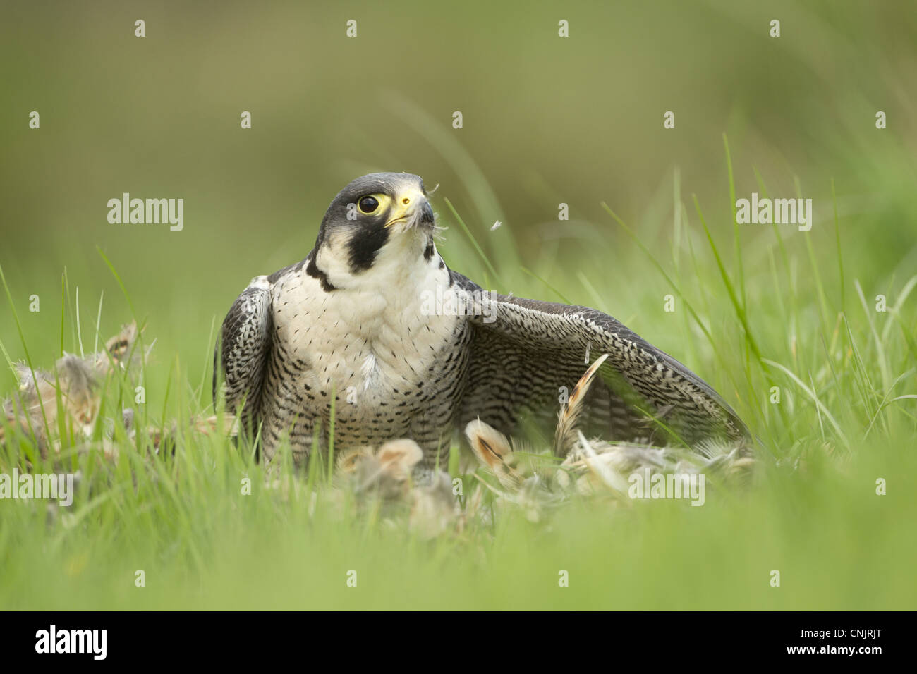 Peregrine Falcon (Falco peregrinus) adult male, plucking feathers from ...