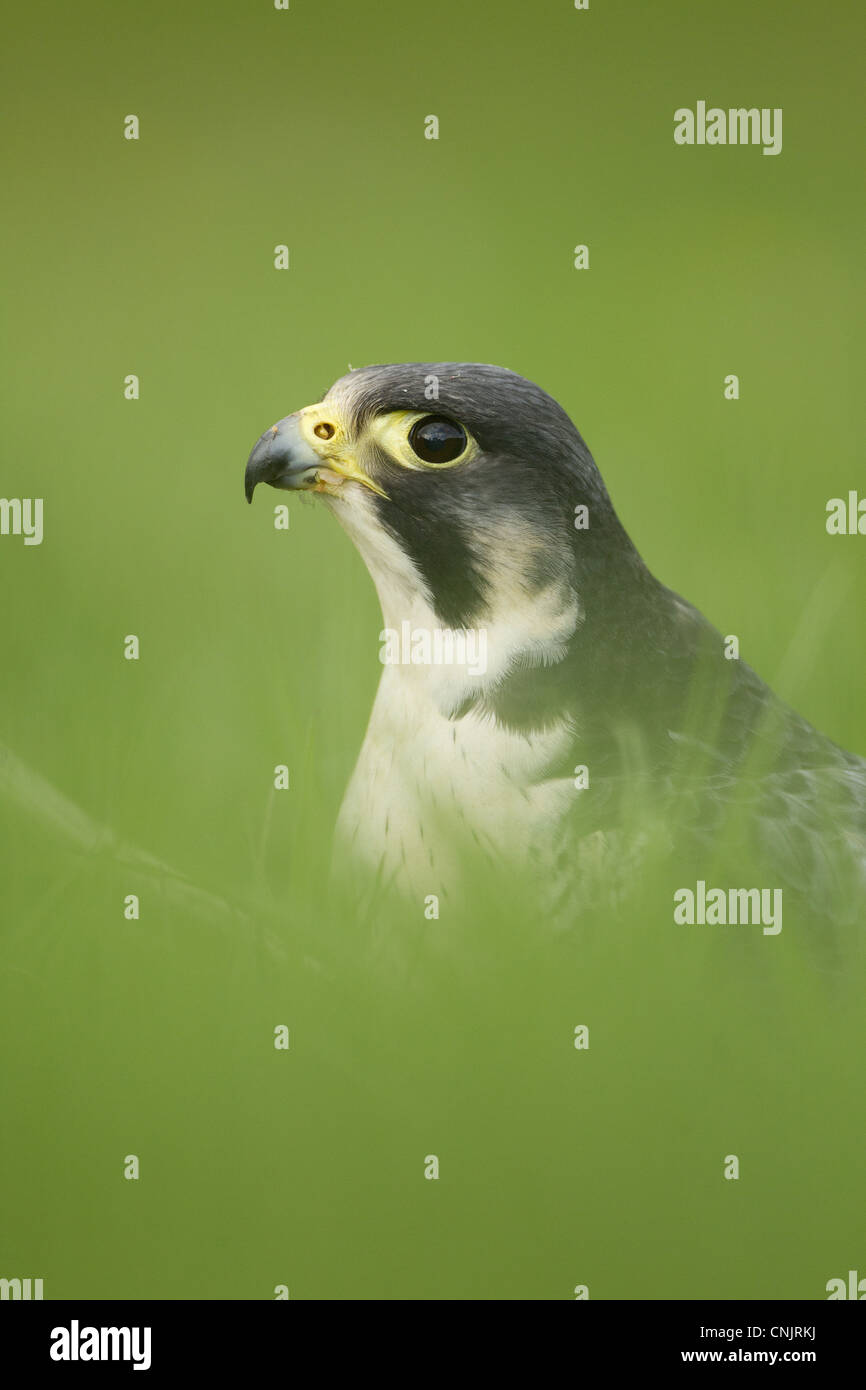 Peregrine Falcon (Falco peregrinus) adult male, close-up of head ...