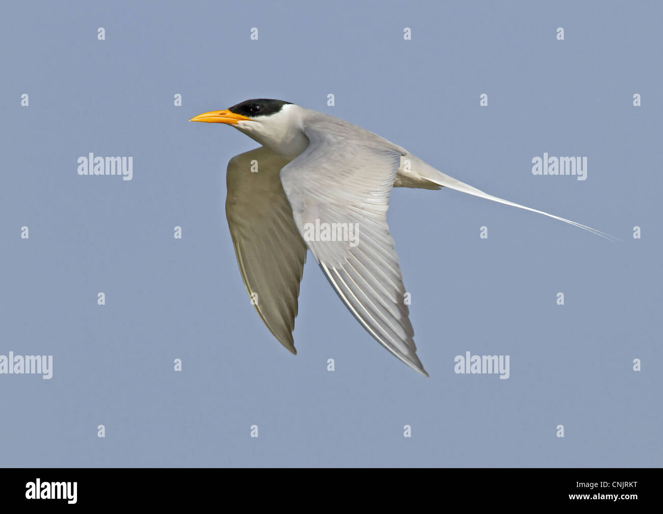 Indian river terns hi-res stock photography and images - Alamy