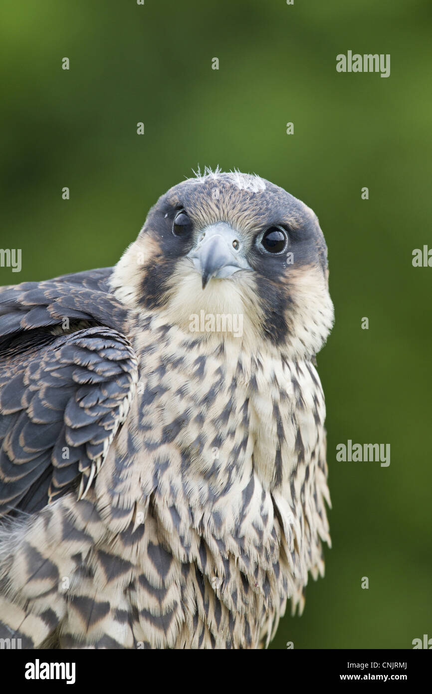 Falcon heads hi-res stock photography and images - Alamy