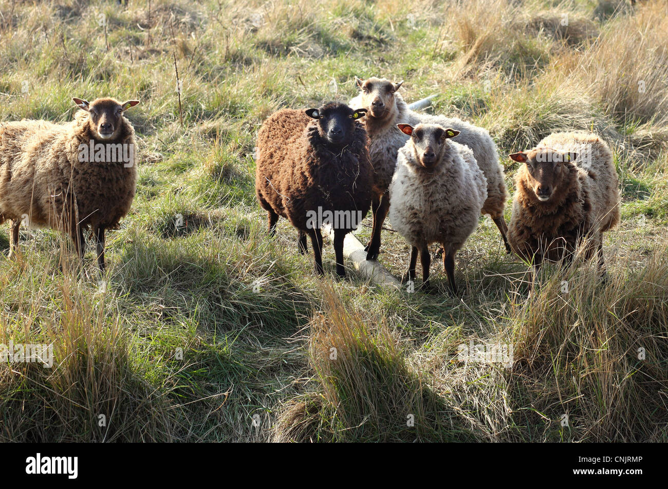 Lambs on salt marshes hi-res stock photography and images - Alamy