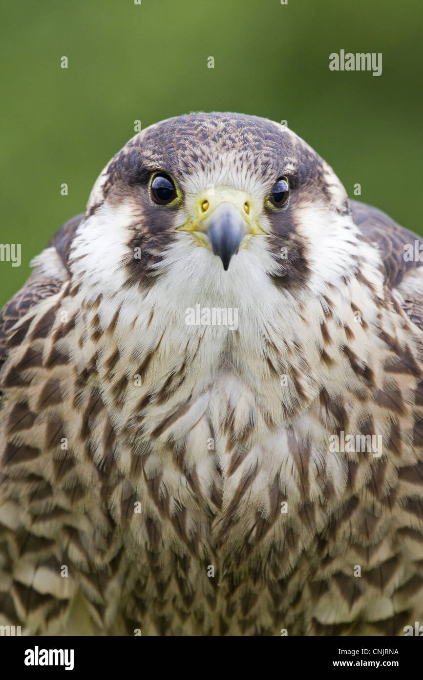 Falcon heads hi-res stock photography and images - Alamy