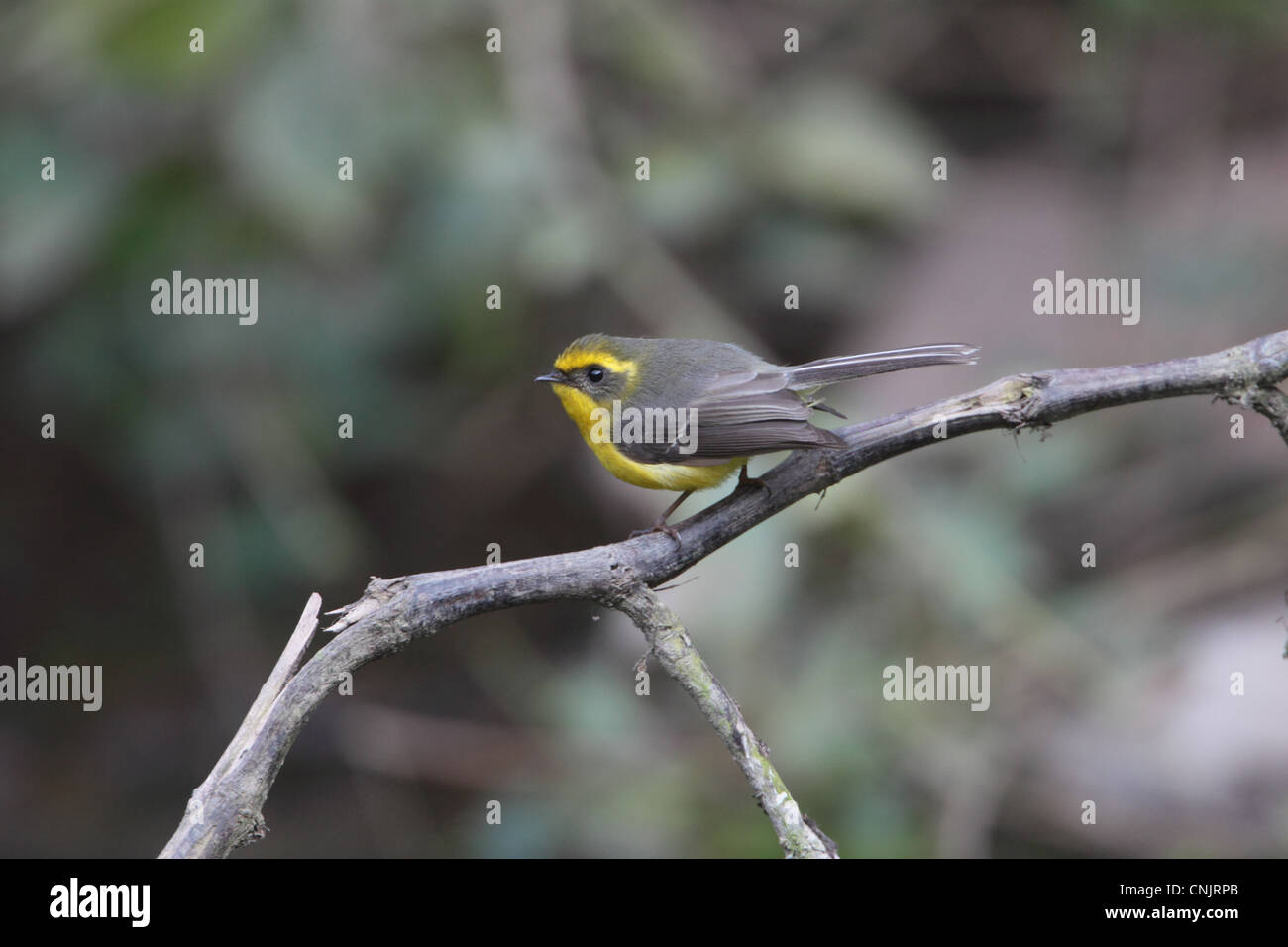 Yellow bellied fantail hi-res stock photography and images - Alamy