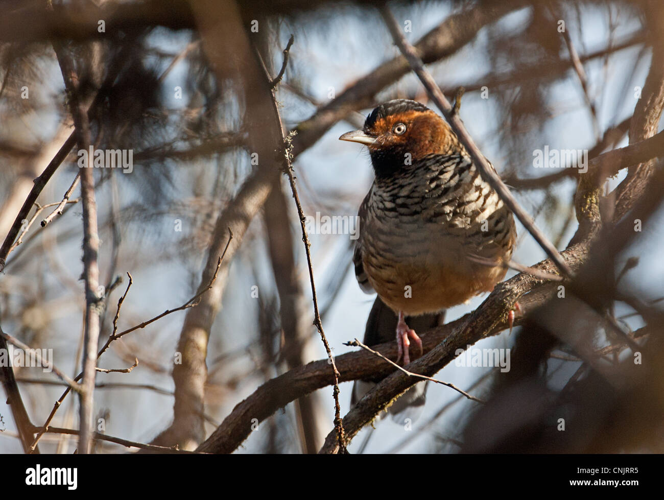 Spotted laughing thrush hi-res stock photography and images - Alamy