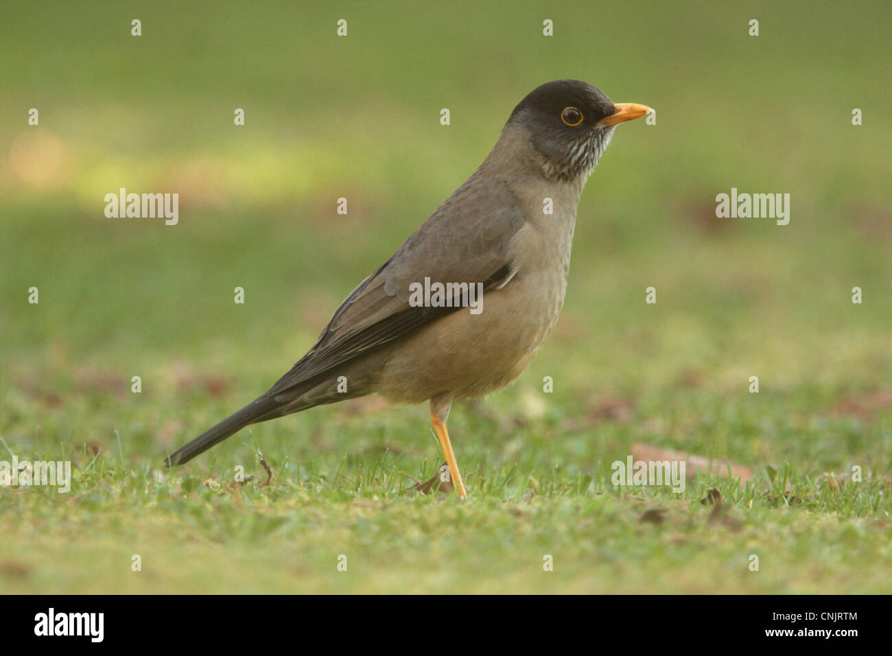 Austral Thrush (Turdus falcklandii magellanicus) adult, standing on ...