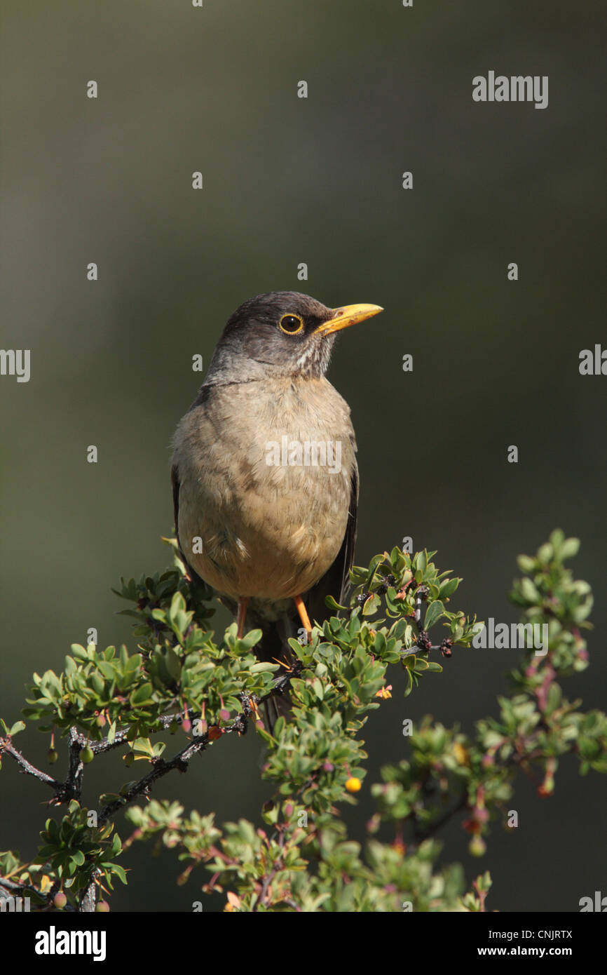 Austral Thrush (Turdus falcklandii magellanicus) adult, perched in bush ...