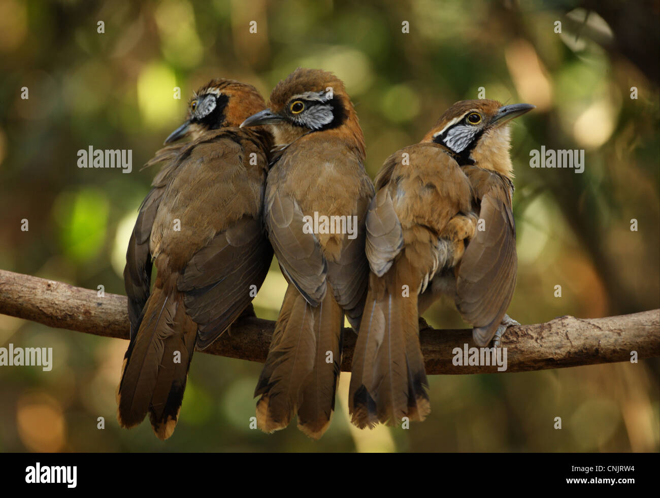 Greater Necklaced Laughingthrush Garrulax pectoralis subfusus three ...