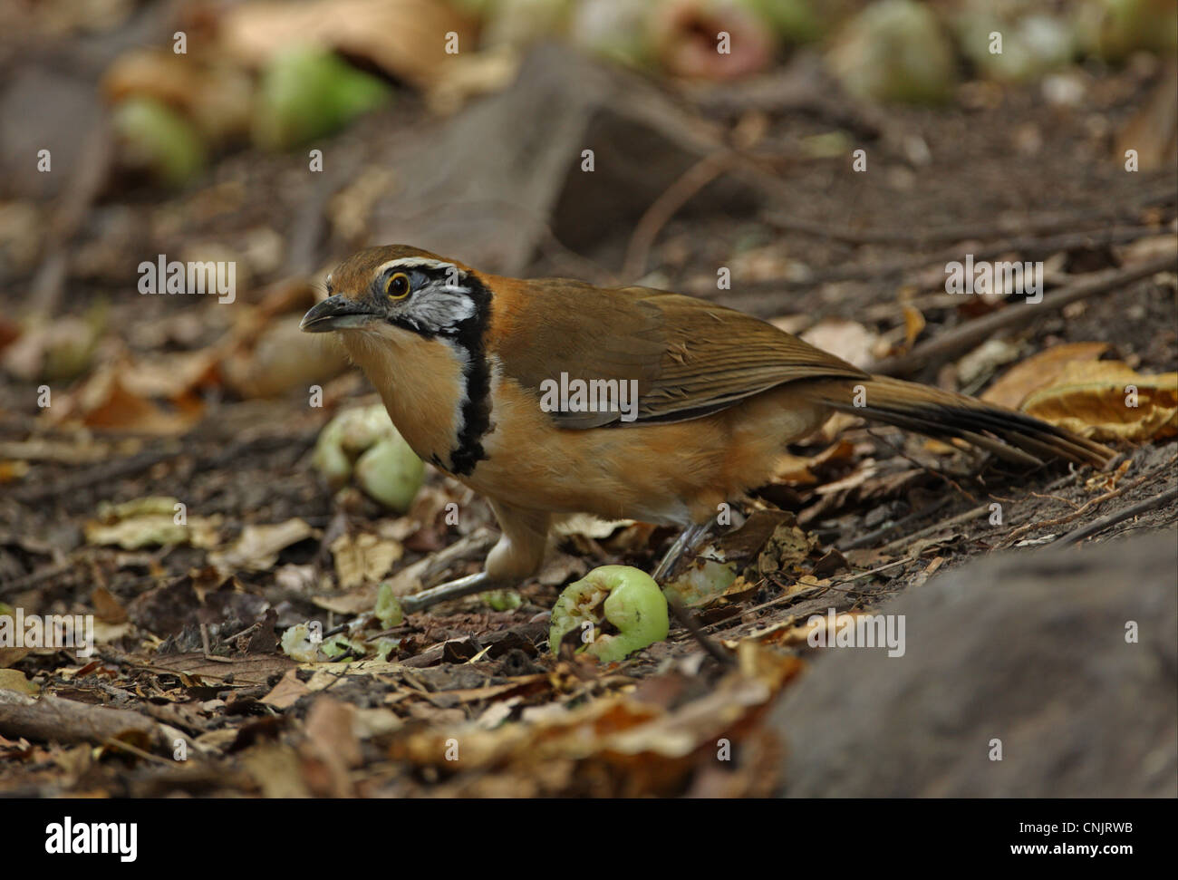 Greater Necklaced Laughingthrush Garrulax pectoralis subfusus adult ...