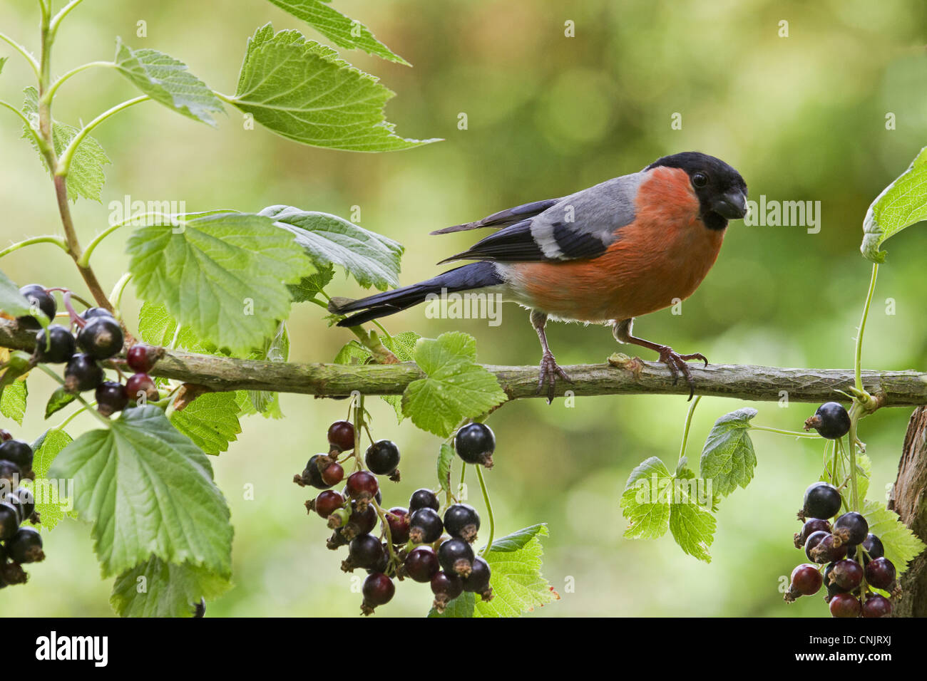 Eurasian Bullfinch (Pyrrhula pyrrhula) adult male, feeding on ...