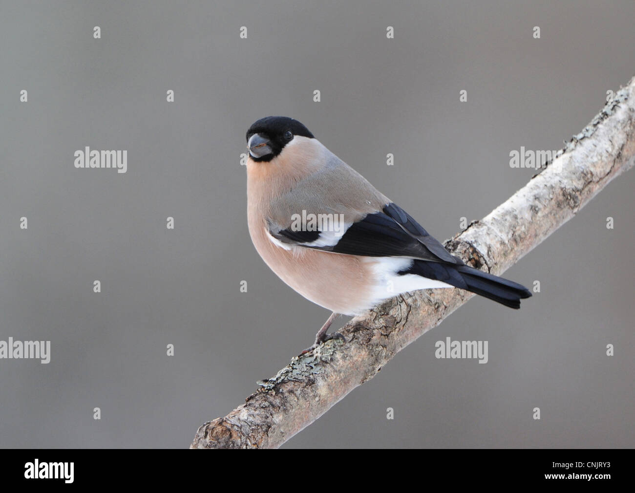 Female bullfinch bullfinches hi-res stock photography and images - Alamy