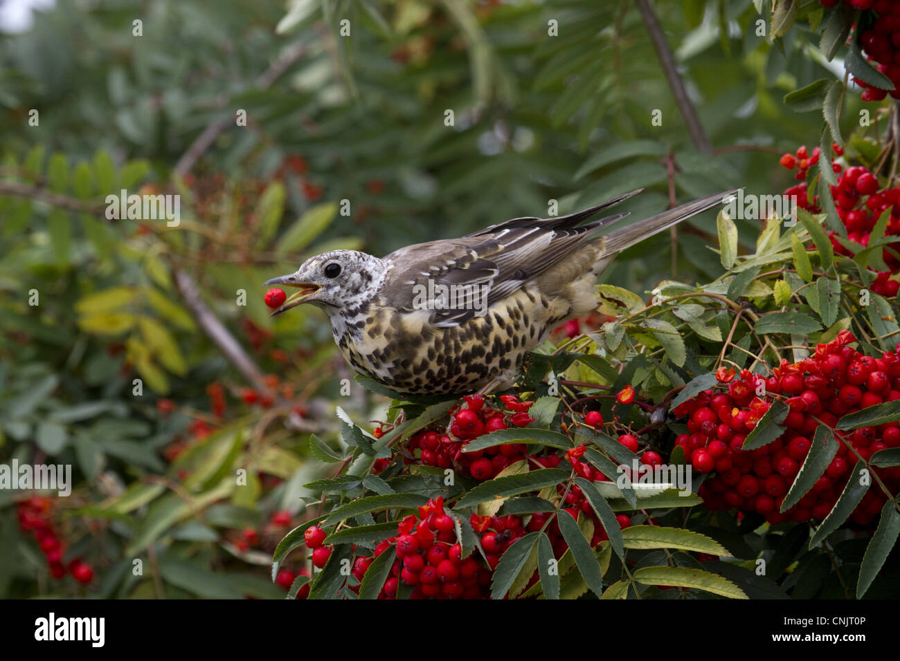 Mistle Thrush (Turdus viscivorus) immature, feeding on Rowan (Sorbus ...