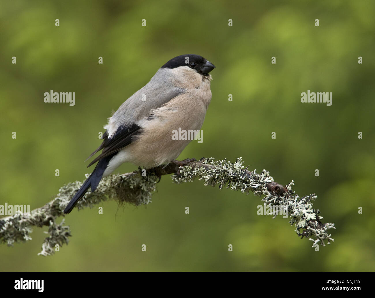 Female bullfinch bullfinches hi-res stock photography and images - Alamy