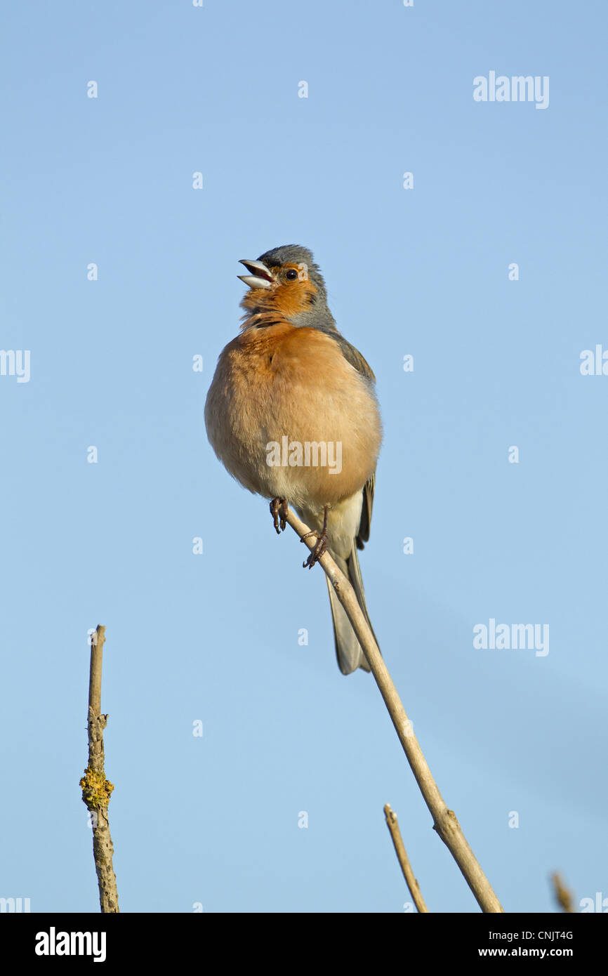 Chaffinches singing england hi-res stock photography and images - Alamy