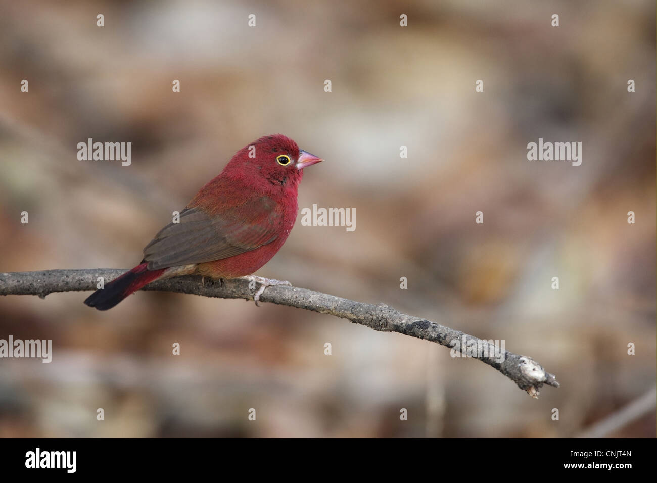 African fire finch bird hi-res stock photography and images - Alamy