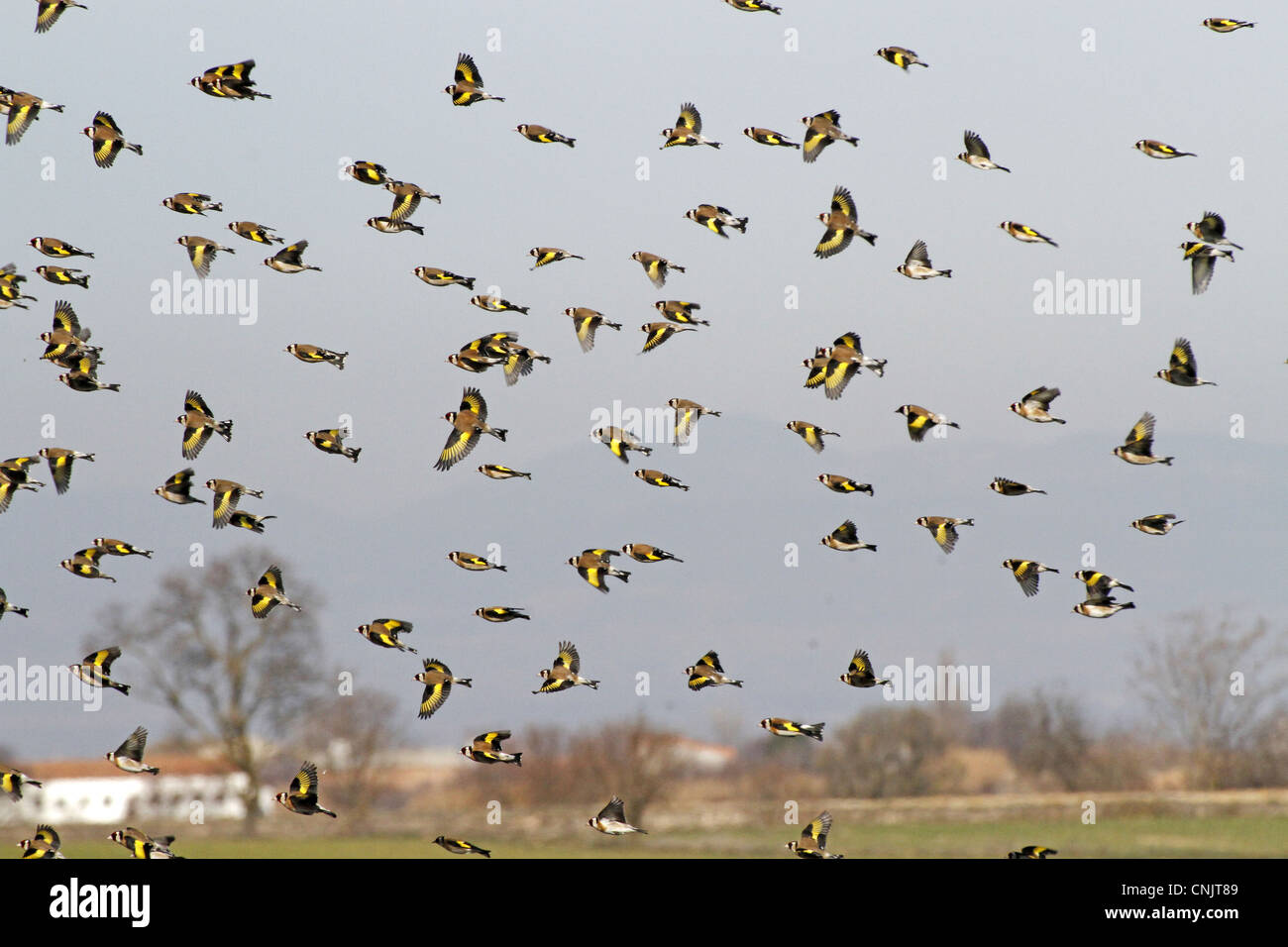 European Goldfinch (Carduelis carduelis) flock, in flight over steppe ...