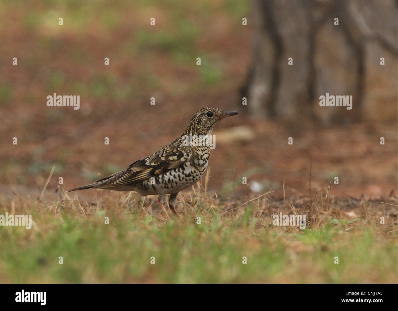 Scaly Thrush (Zoothera dauma aurea) adult, standing on ground, Beidaihe ...