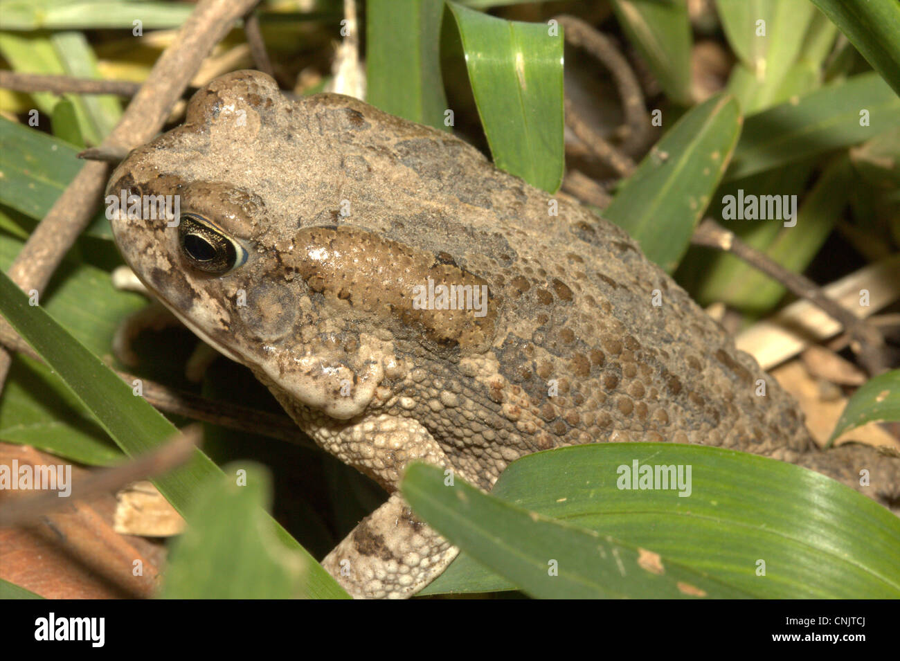 Amietophrynus gutturalis, Common African Toad, Tanzania Stock Photo - Alamy