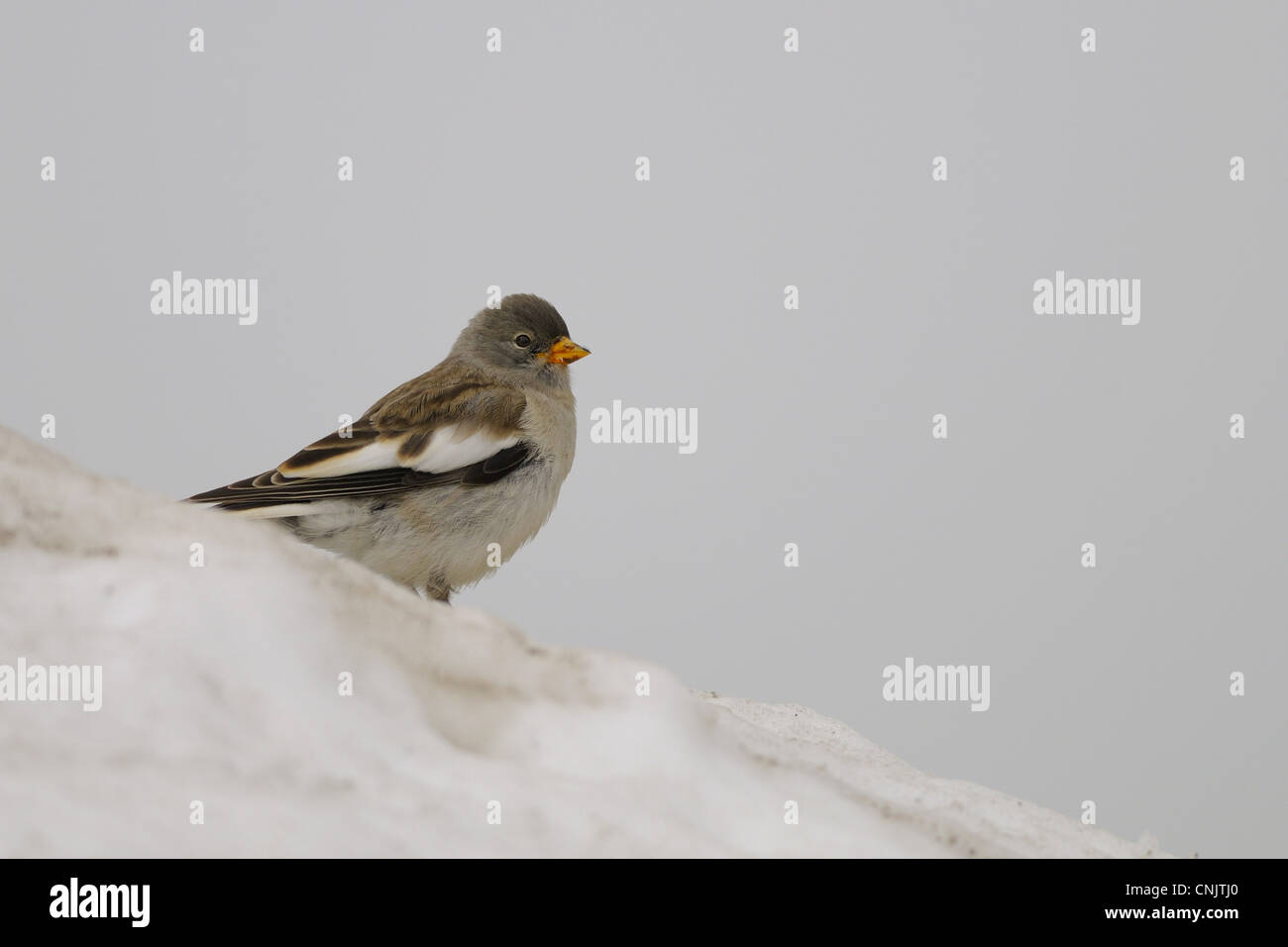 White winged snowfinches hi-res stock photography and images - Alamy
