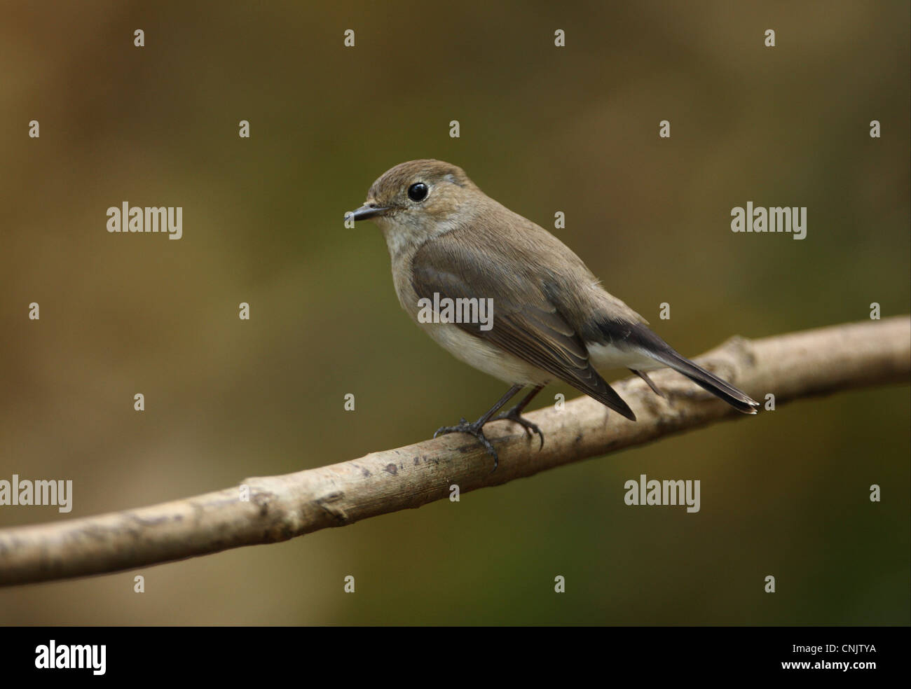 N parva hi-res stock photography and images - Alamy