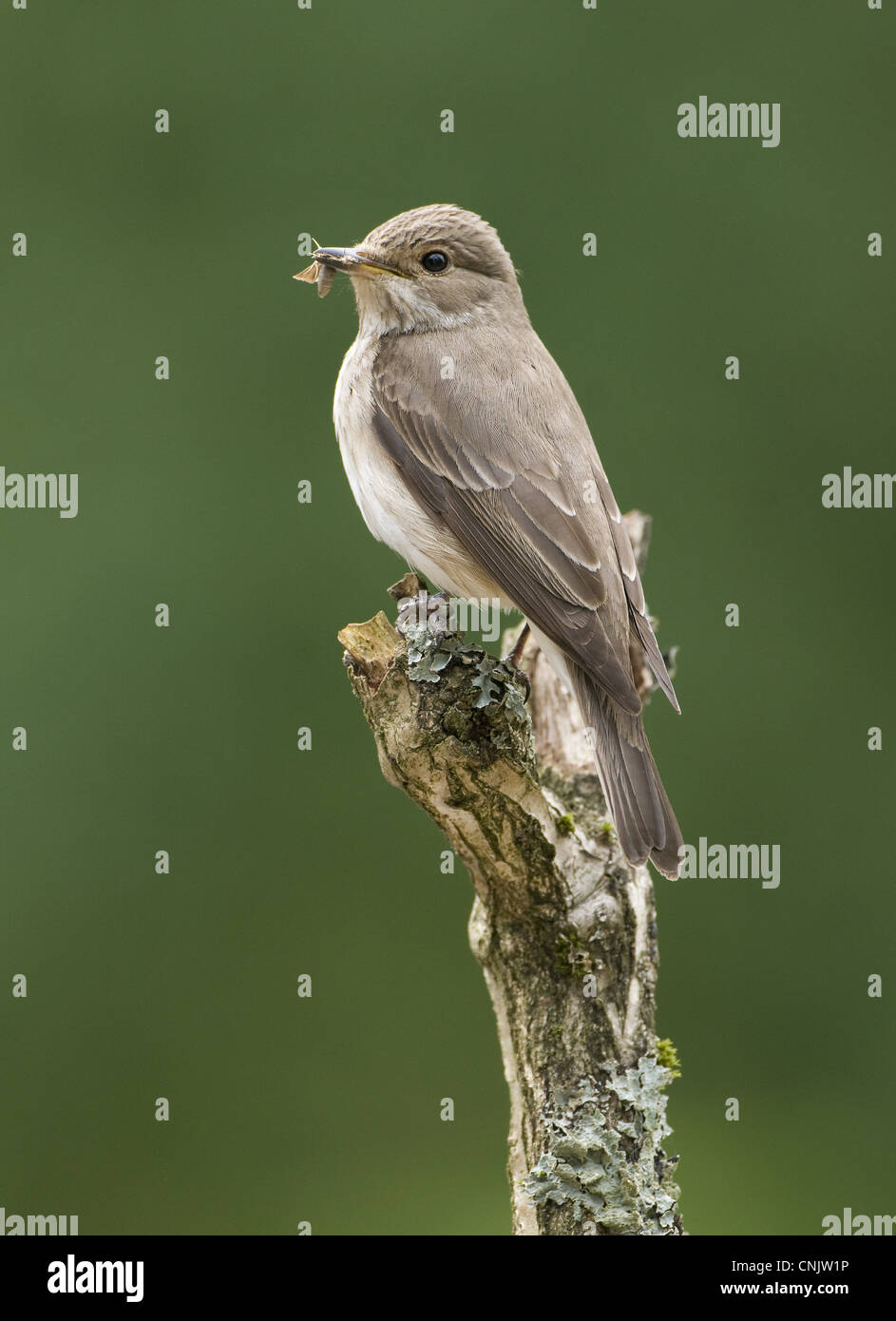 Spotted Flycatcher (Muscicapa striata) adult, with moth in beak ...